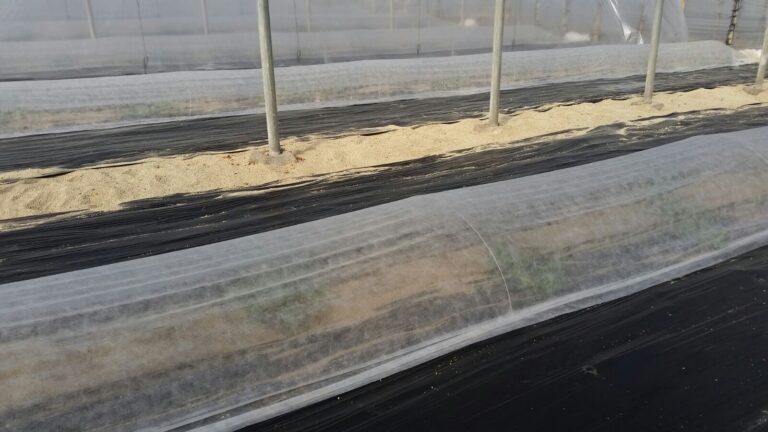 Thermal crop cover to prevent the cold in your crops - DNT non woven ...